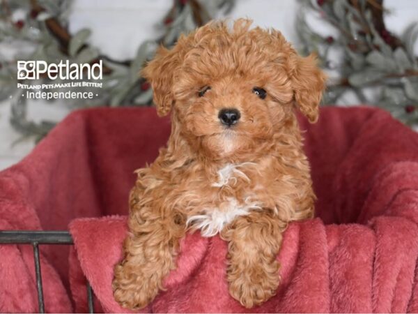 Cavapoo 2nd Generation-Dog-Male-Blue Merle-3900992-Petland Lee's Summit ...