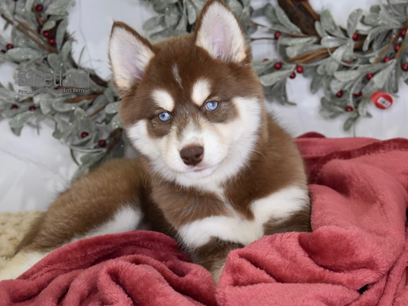Pomsky Small Animal Red & White ID:5416 Located at Petland Lee's Summit ...