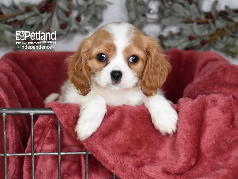 Cavalier King Charles Spaniel – Ginger – Petland Lee's Summit, MO