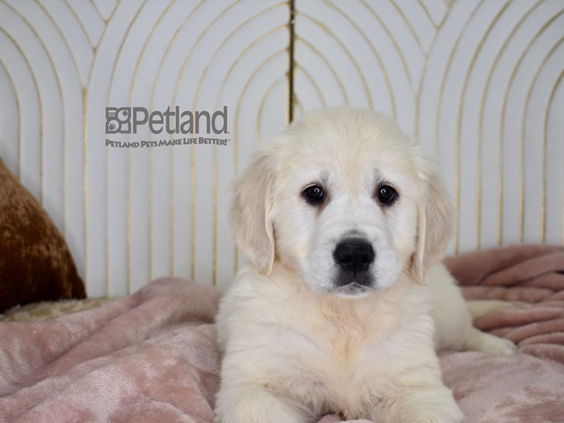 Golden Retriever Small Animal Light Golden ID:939 Located at Petland ...