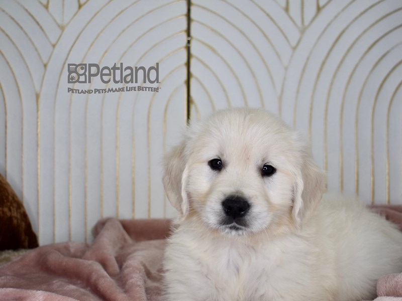 Golden Retriever Small Animal Light Golden ID:939 Located at Petland ...