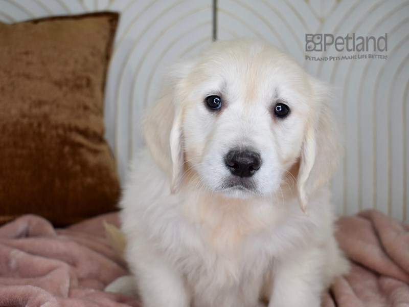 Golden Retriever Small Animal Light Golden ID:939 Located at Petland ...