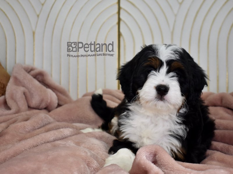 Miniature Bernedoodle Puppies - Petland Lee's Summit, Missouri