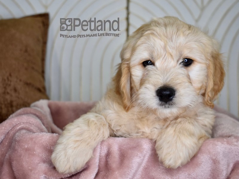 Miniature Goldendoodle Small Animal Light Golden ID:817 Located at ...