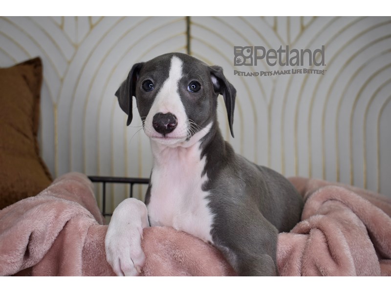 Italian Greyhound Small Animal Blue & White ID:799 Located at Petland ...