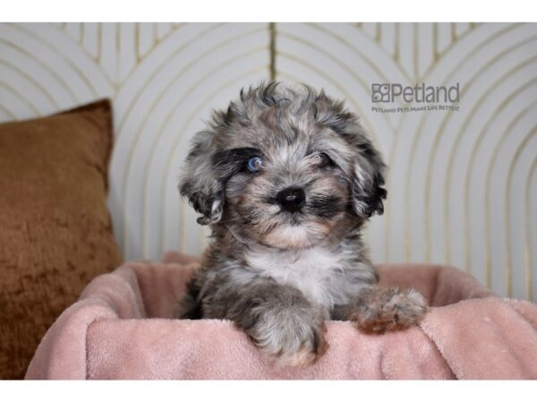Havapoo-Dog-Female-Blue Merle-4181216-Petland Lee's Summit, Missouri