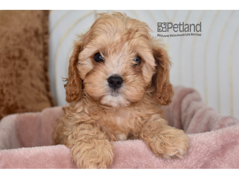 Cavapoo Small Animal Tan ID:944 Located at Petland Lee's Summit, Missouri