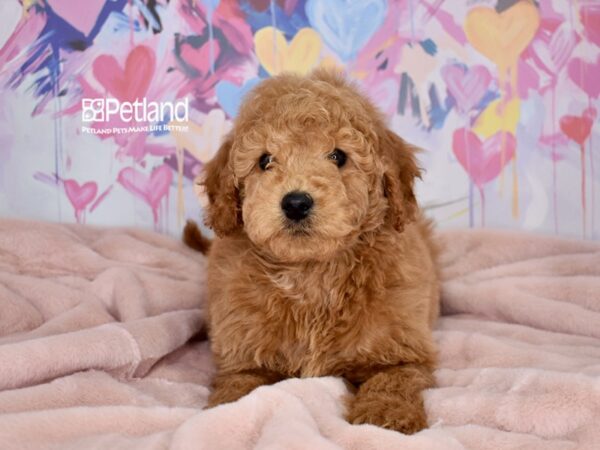 Miniature Goldendoodle 2nd Gen Small Animal Apricot ID:5337 Located at ...
